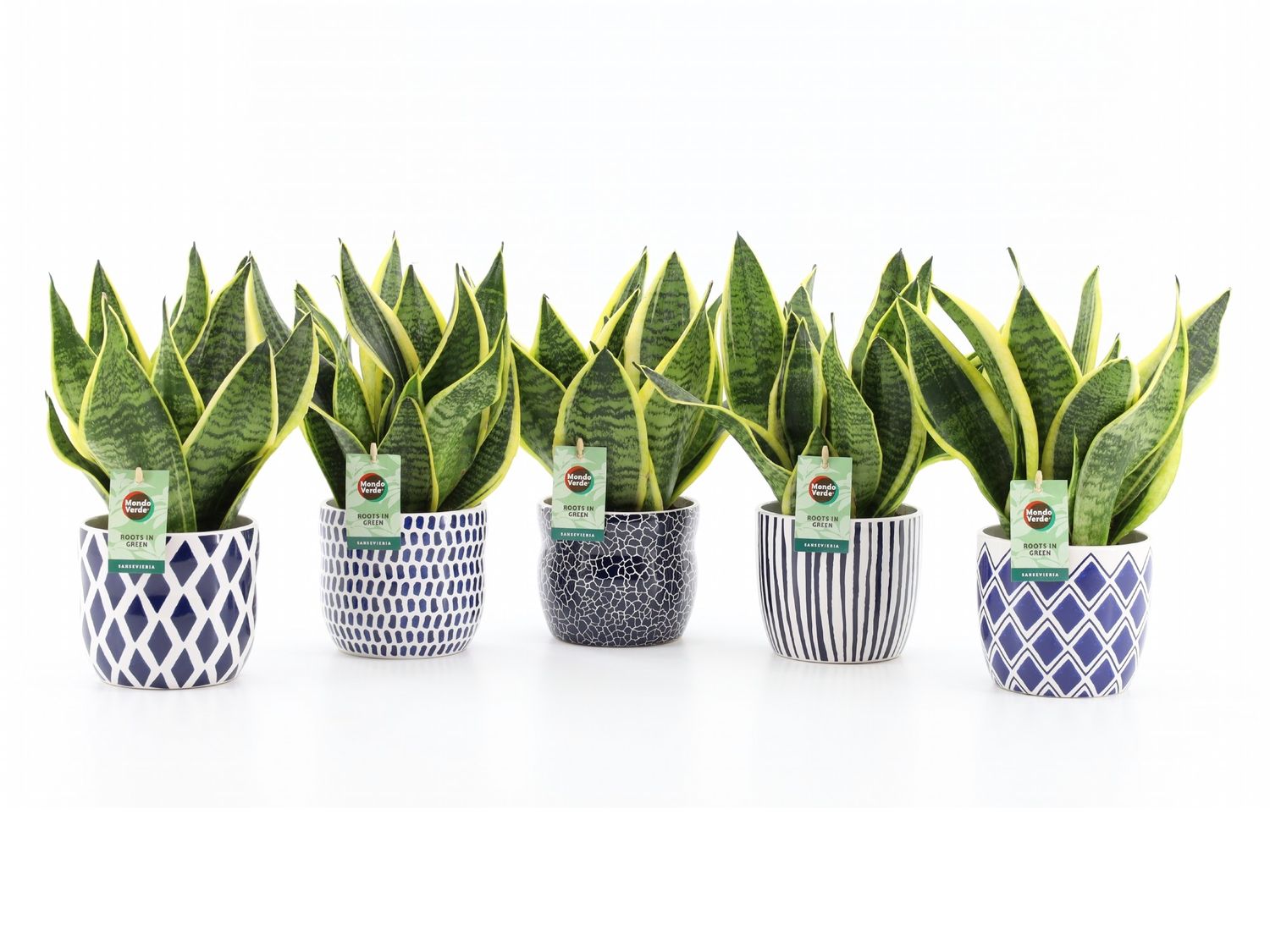 Sansevieria trifasciata 'Futura Superba' — Plant Wholesale FlorAccess