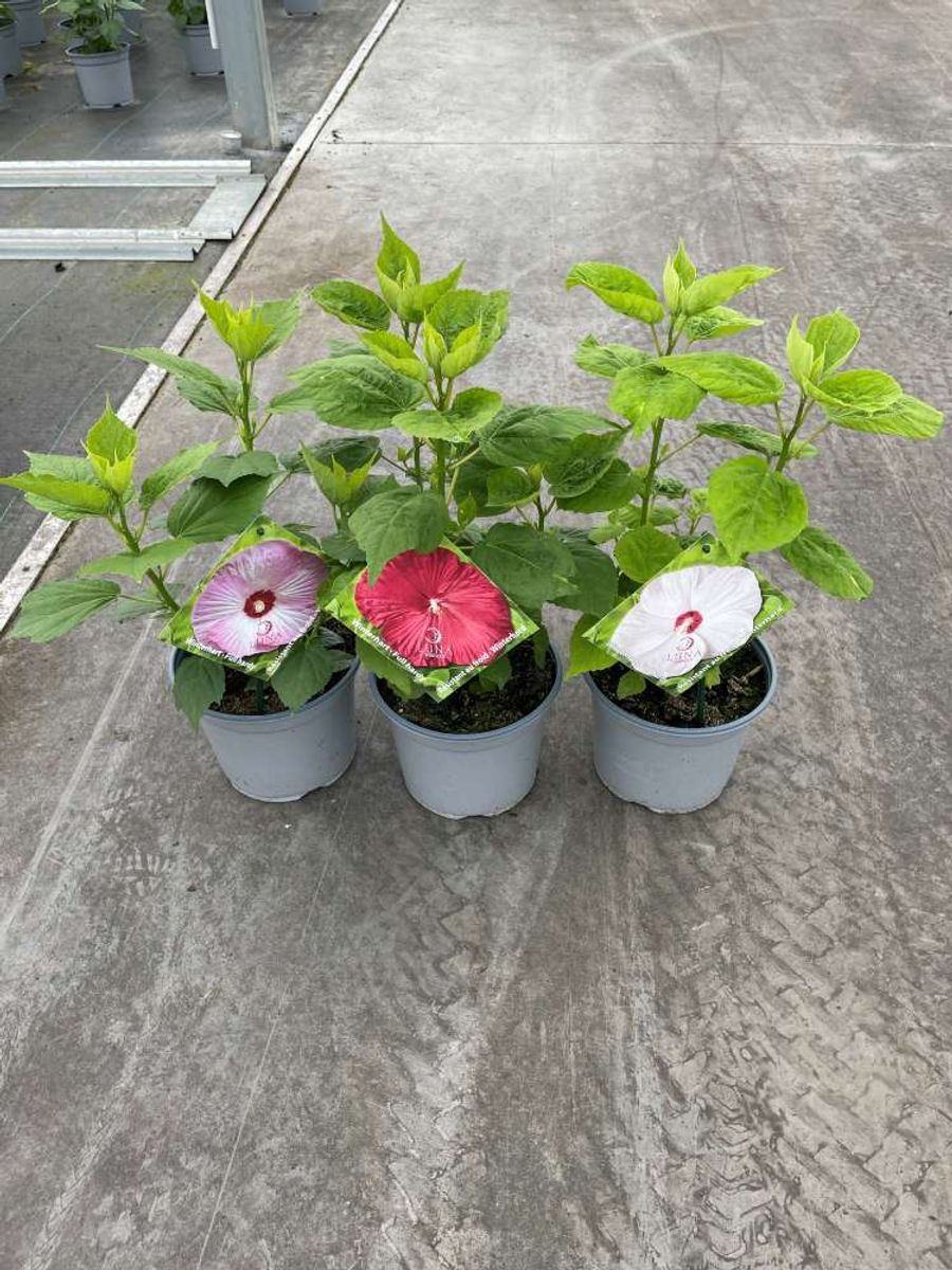 Hibiscus moscheutos LUNA MIX — Plant Wholesale FlorAccess