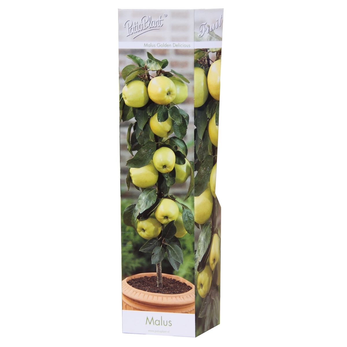 Malus domestica 'Golden Delicious' — Plant Wholesale FlorAccess
