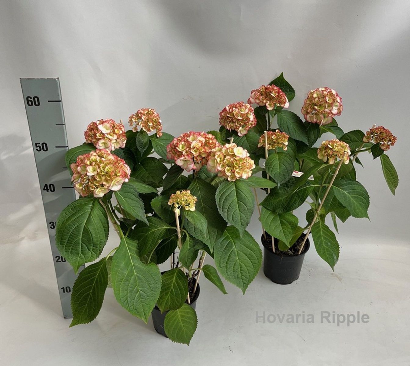 Hydrangea macrophylla HOVARIA RIPPLE — Plant Wholesale FlorAccess