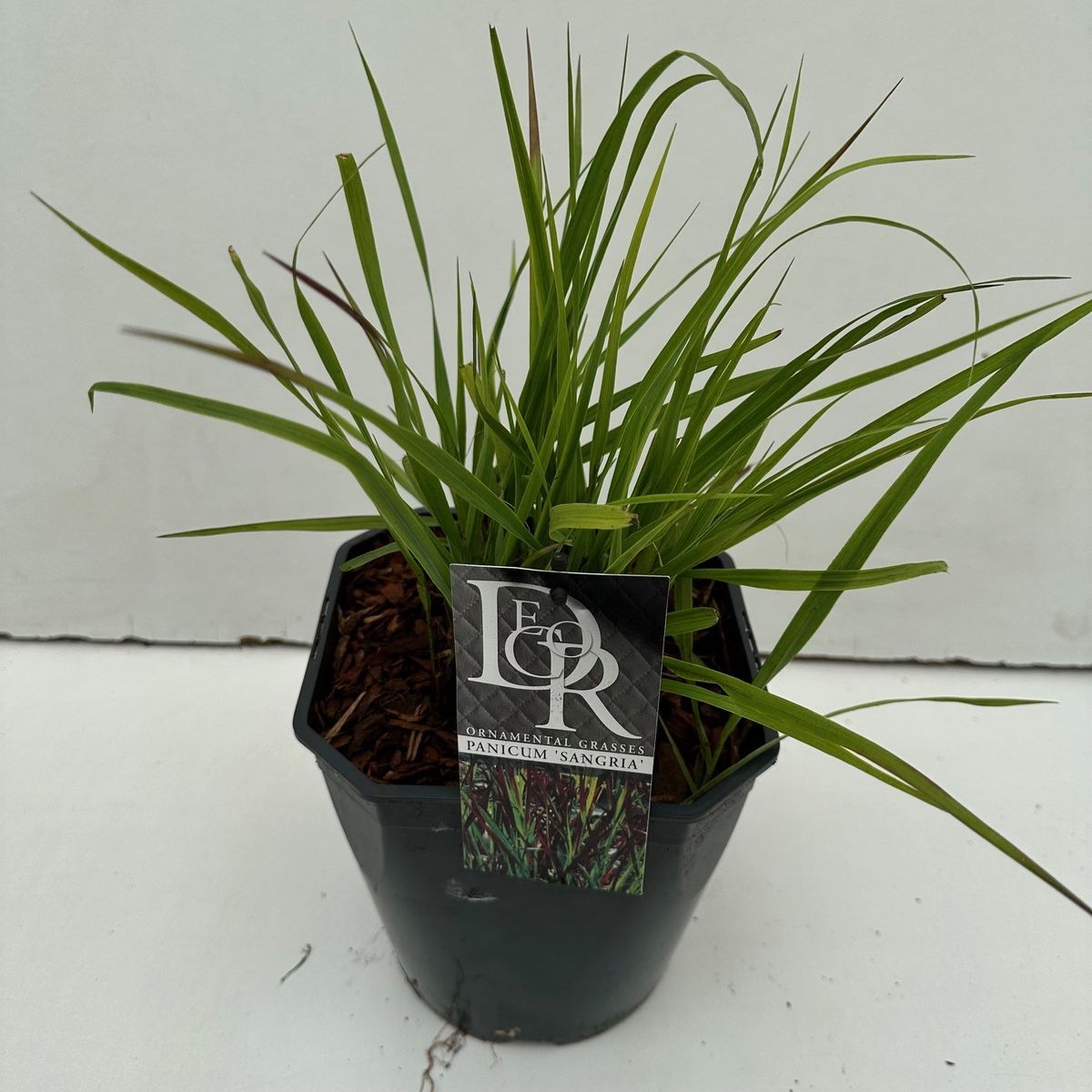 Panicum virgatum 'Sangria' — Plant Wholesale FlorAccess