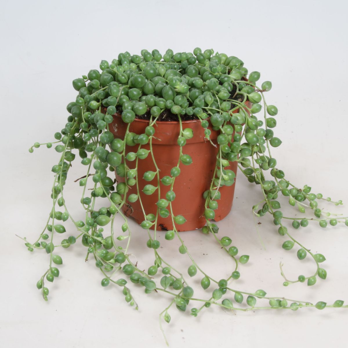 Senecio rowleyanus — Plant Wholesale FlorAccess