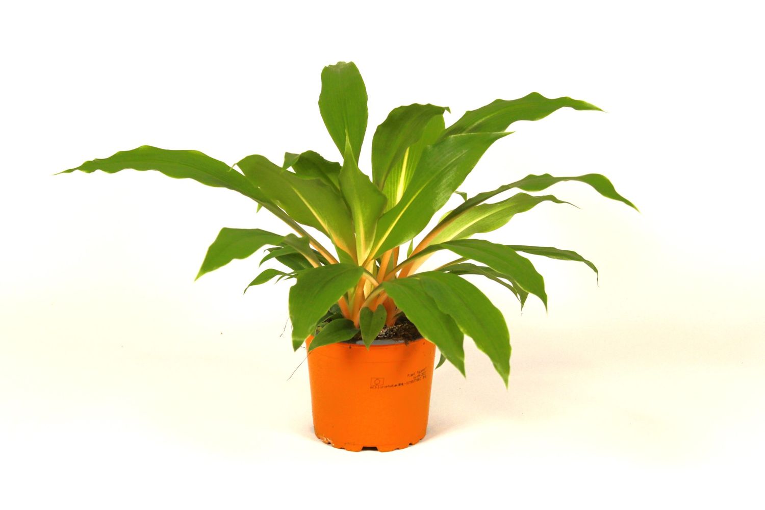 Chlorophytum Orchidastrum Fire Flash Plant Wholesale FlorAccess