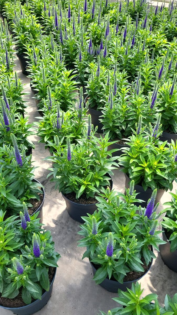 Veronica spicata — Plant Wholesale FlorAccess