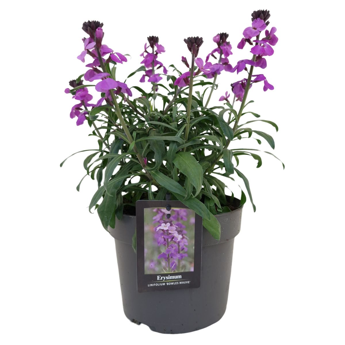 Erysimum 'Bowles' Mauve' — Plant Wholesale FlorAccess