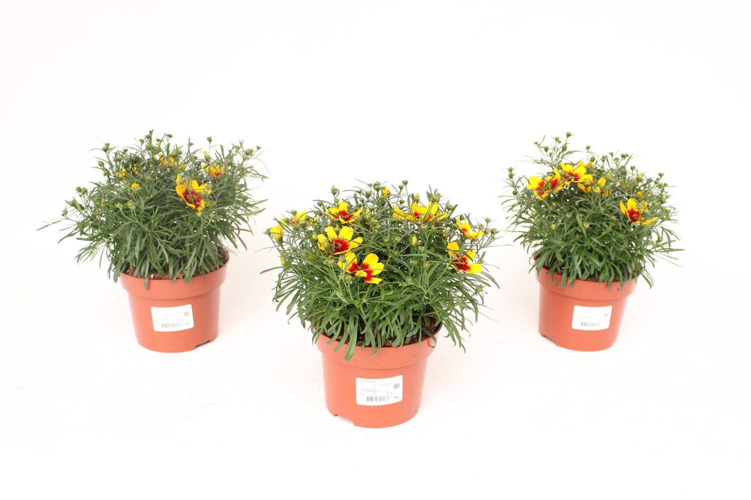 Coreopsis verticillata 'Corleone Red & Gold' — Plant Wholesale FlorAccess