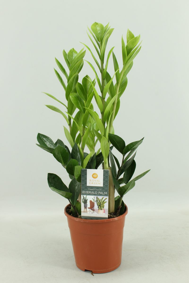Zamioculcas zamiifolia — Plant Wholesale FlorAccess