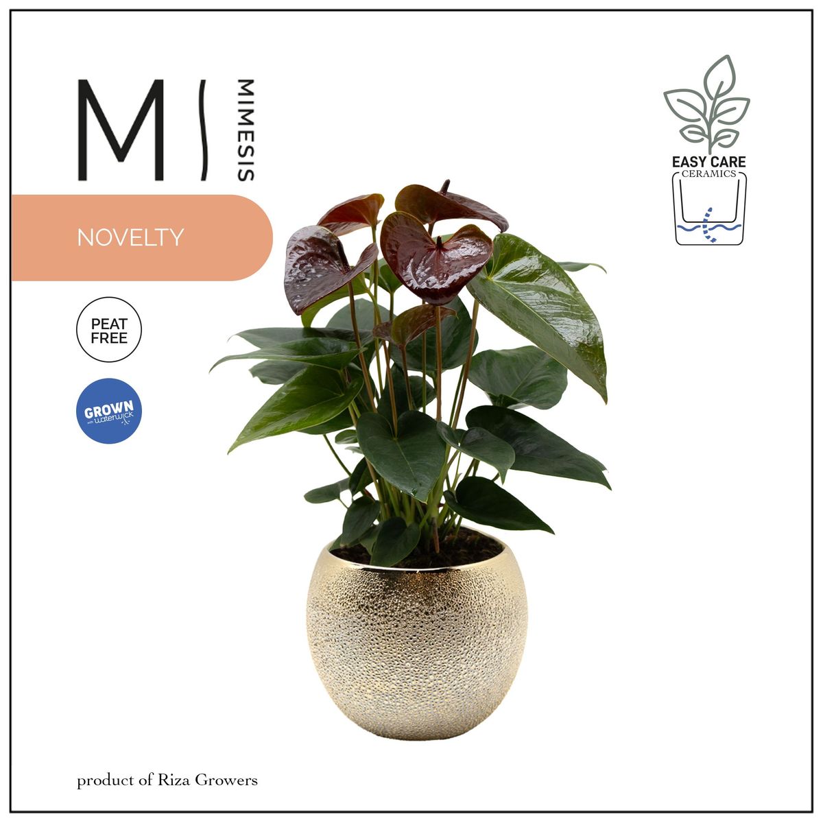 Anthurium ESSENCIA — Plant Wholesale FlorAccess