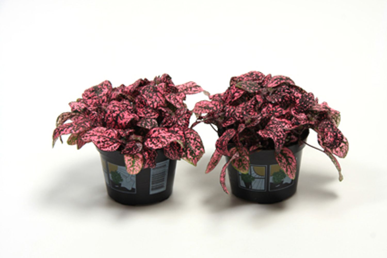 Hypoestes phyllostachya 'Confetti XL Carmine Rose' — Plant Wholesale ...