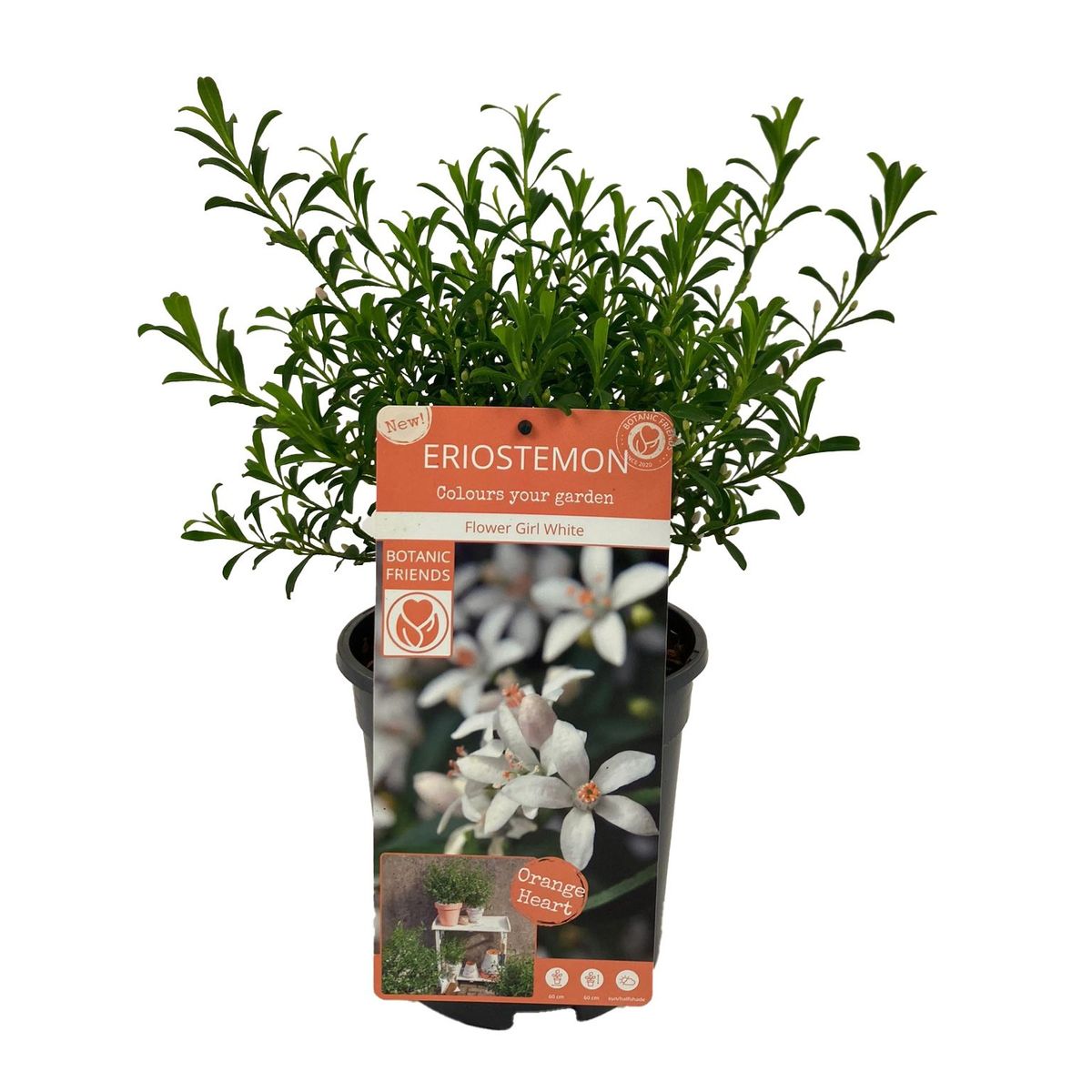 Eriostemon myoporoides 'Flower Girl White' — Plant Wholesale FlorAccess