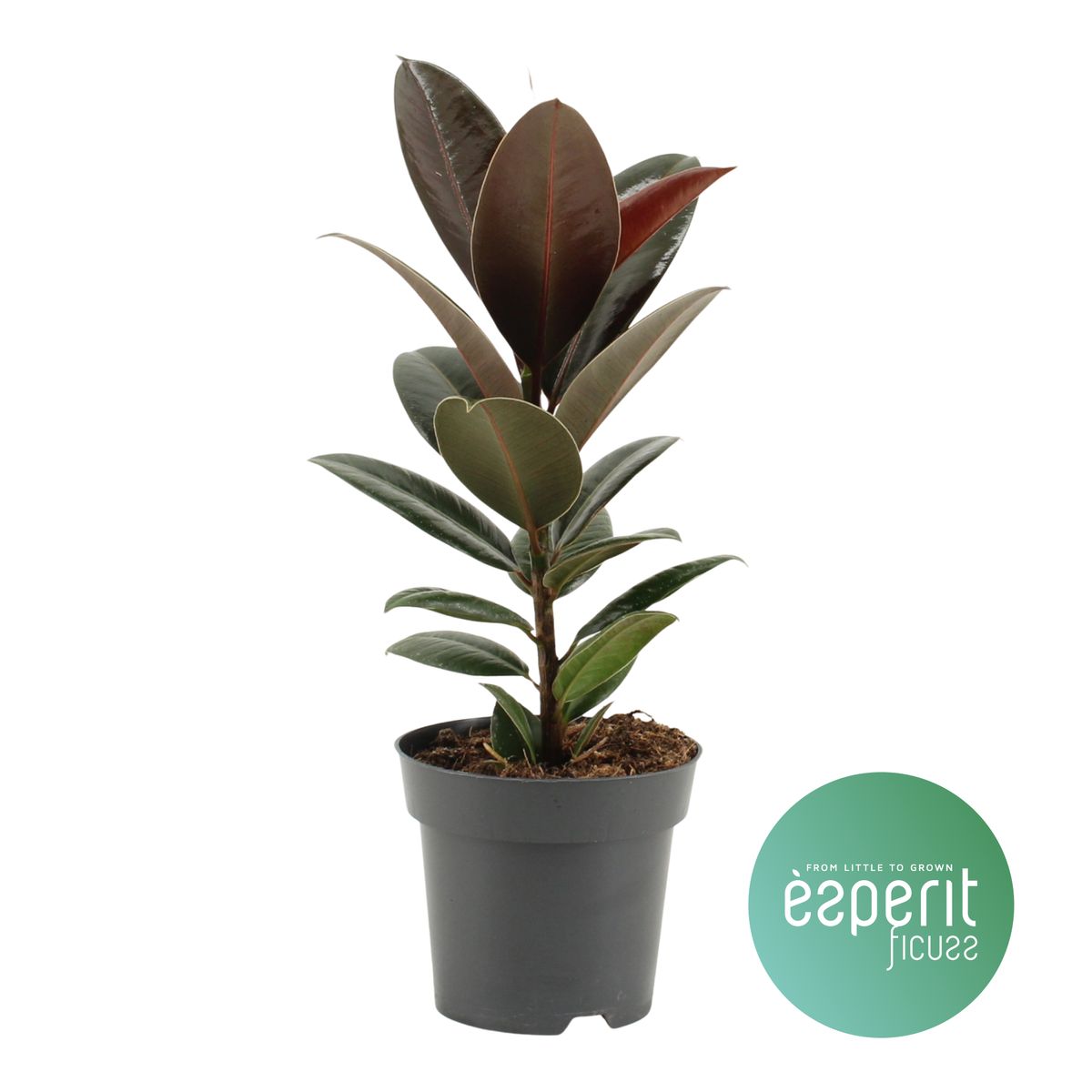 Ficus elastica 'Melany' — Plant Wholesale FlorAccess