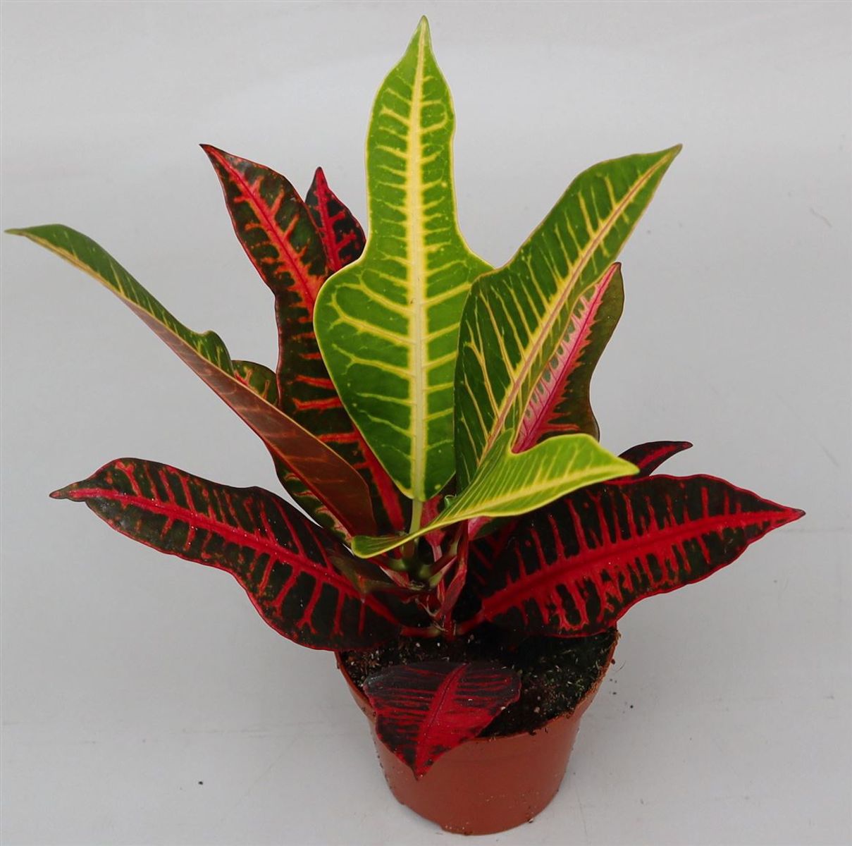 Codiaeum variegatum 'Nervia' — Plant Wholesale FlorAccess
