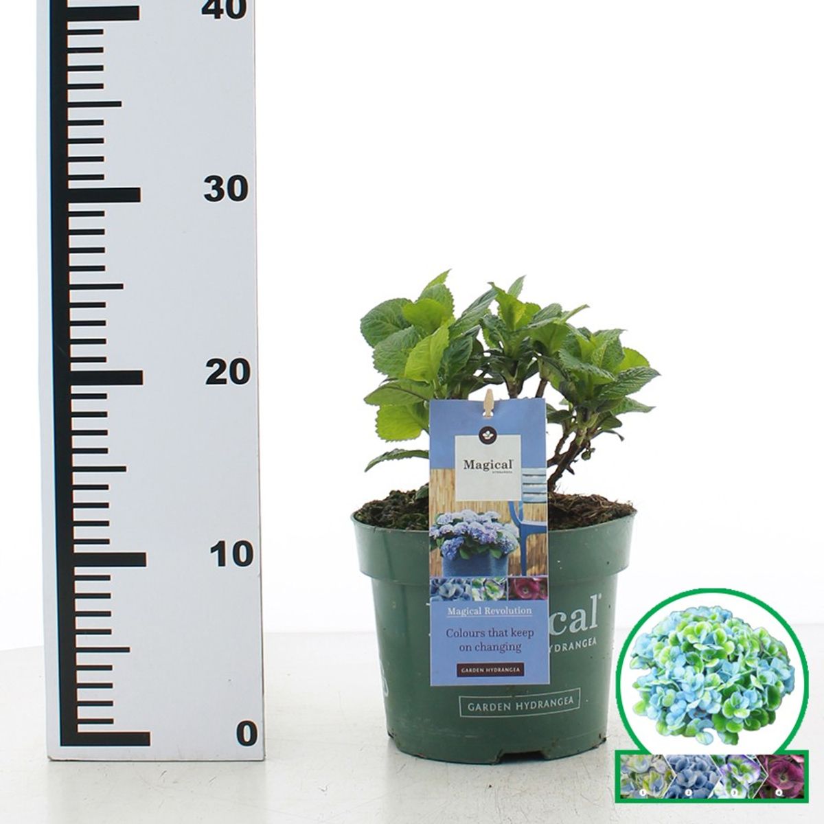 Hydrangea macrophylla MAGICAL REVOLUTION BLUE — Plant Wholesale FlorAccess