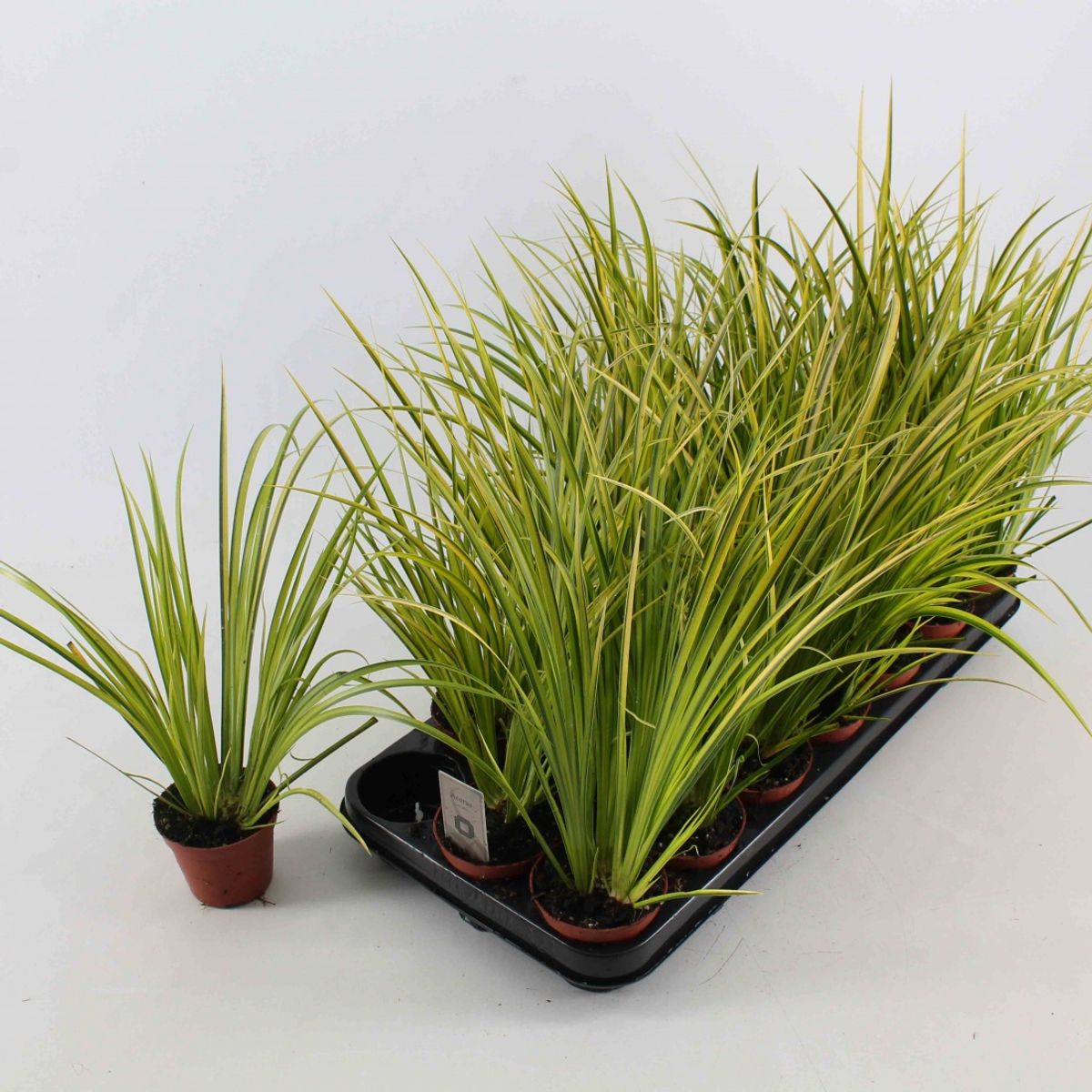 Acorus gramineus 'Ogon' — Toptan Bitki Satışı FlorAccess