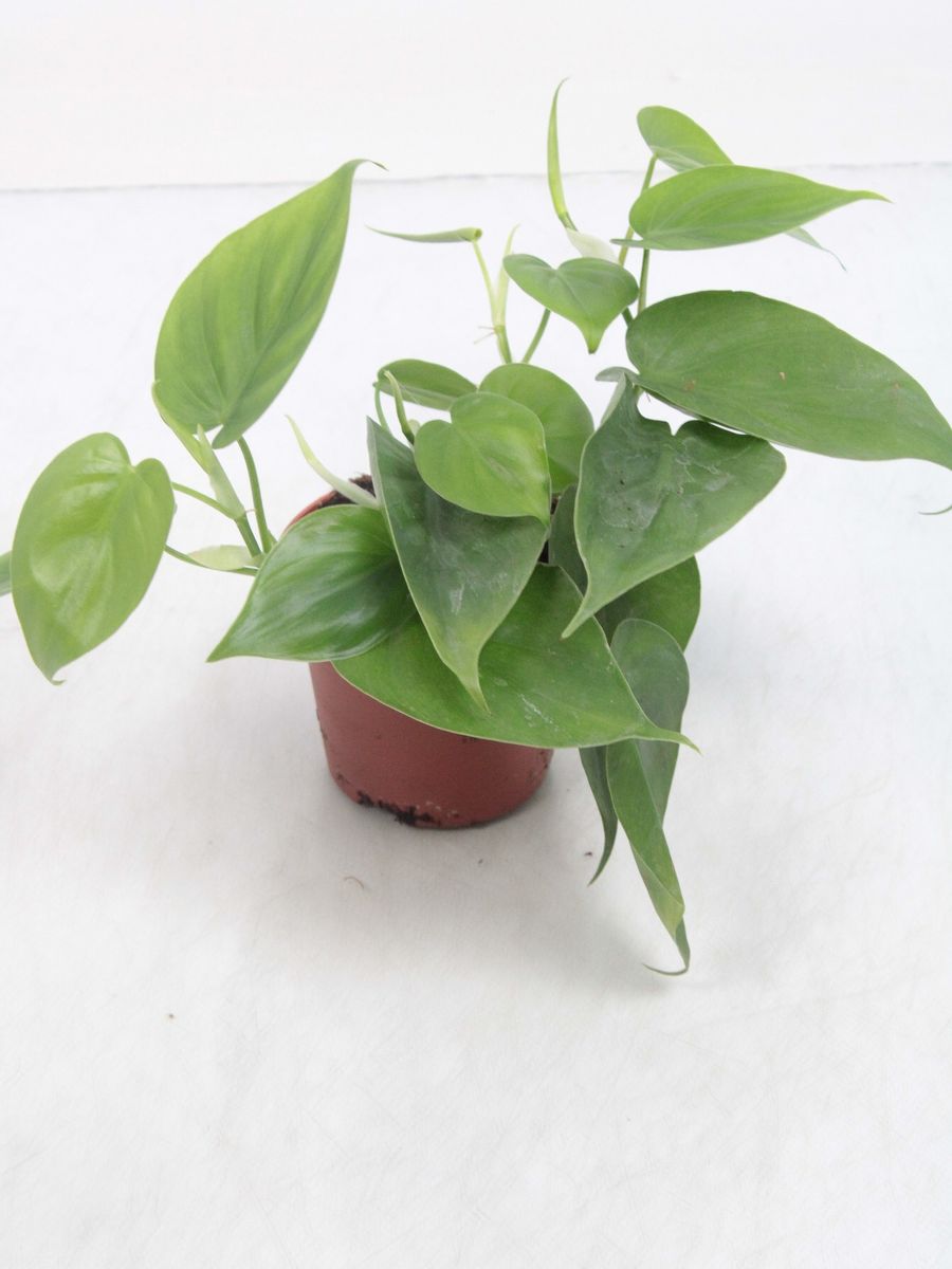 Philodendron scandens — Plant Wholesale FlorAccess