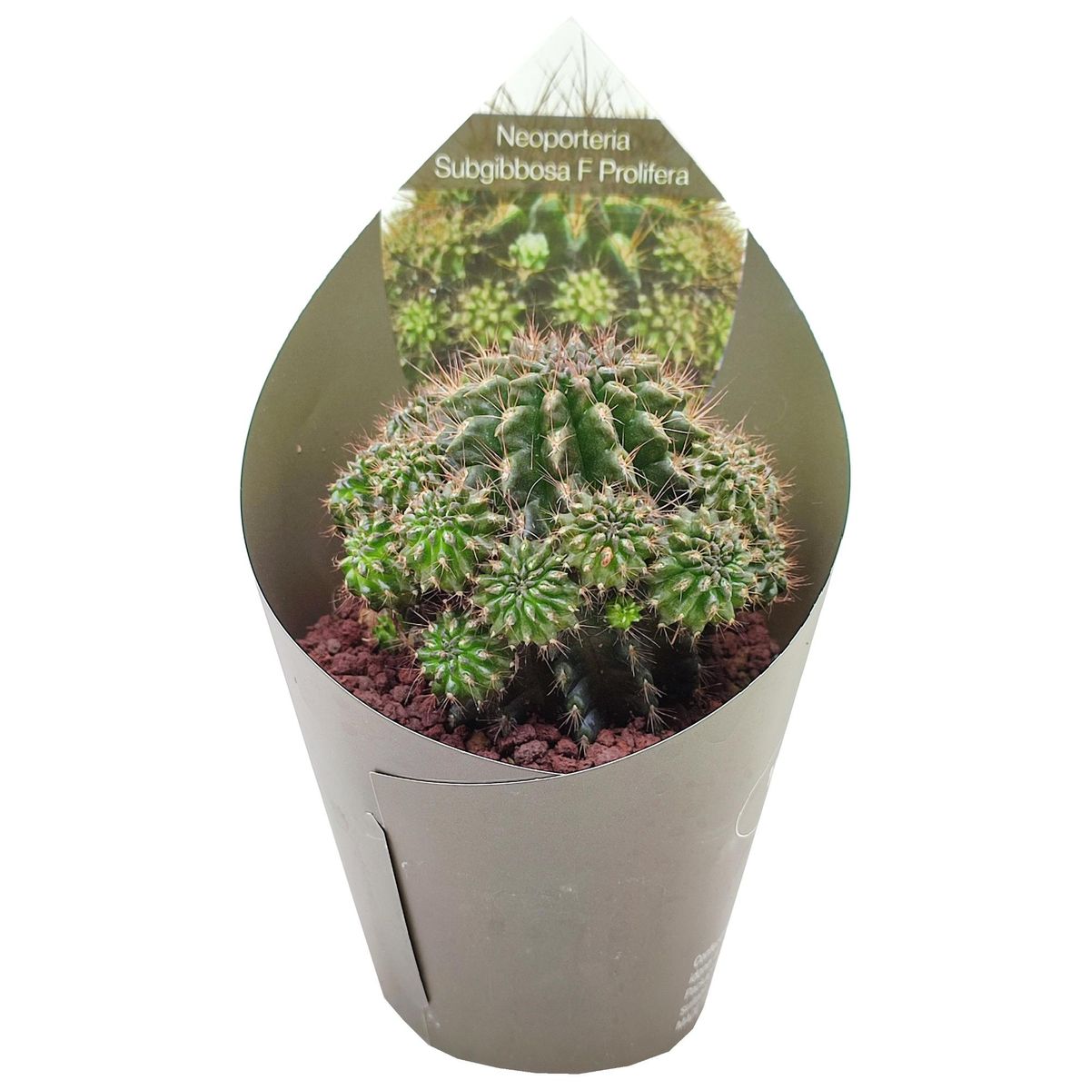 Neoporteria subgibbosa prolifera — Plant Wholesale FlorAccess