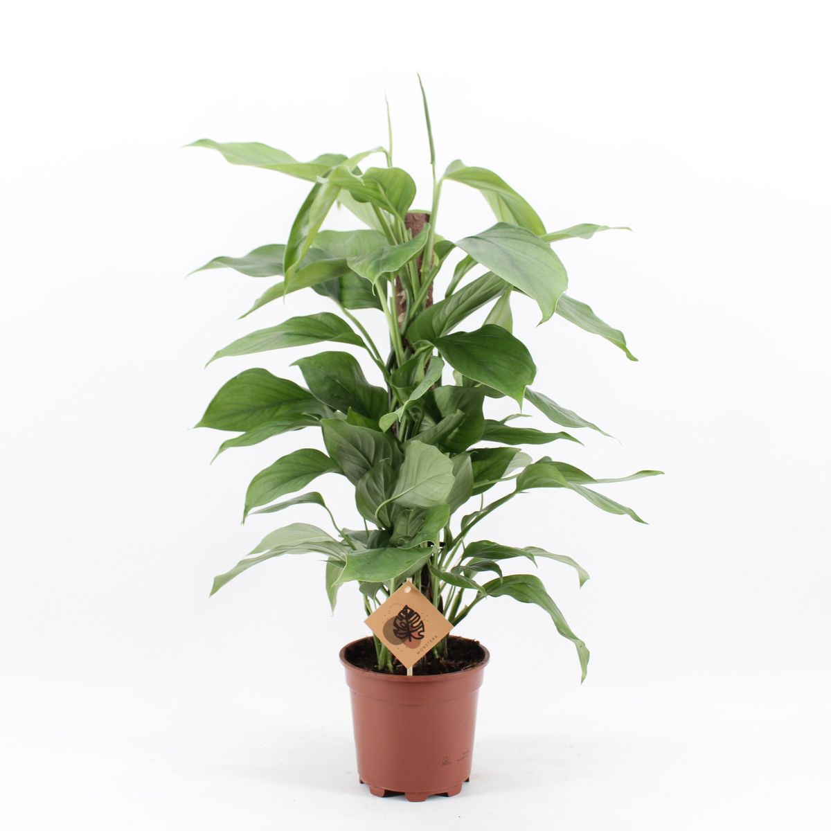 Monstera acacoyaguensis — Toptan Bitki Satışı FlorAccess