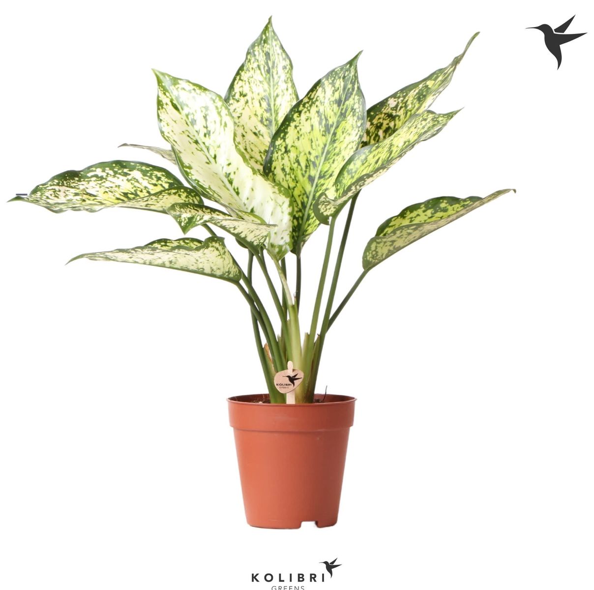 Aglaonema costatum 'First Diamond' — Plant Wholesale FlorAccess
