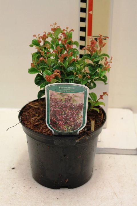Leucothoe axillaris 'Curly Red' — Plant Wholesale FlorAccess