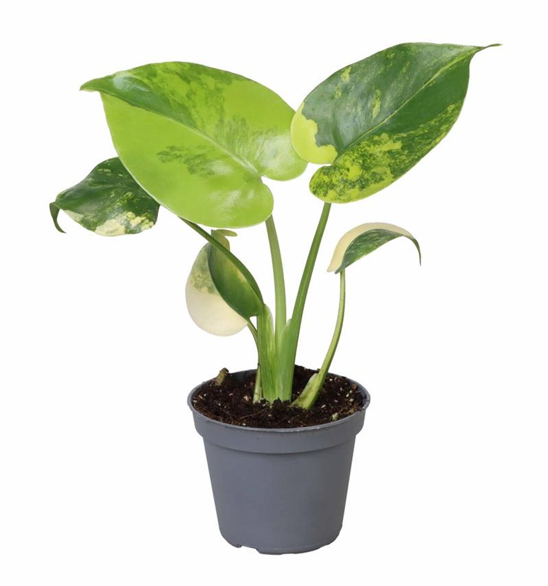 Monstera deliciosa 'Variegata Aurea' — Plant Wholesale FlorAccess