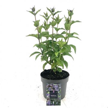 Nepeta NEPTUNE — Plant Wholesale FlorAccess
