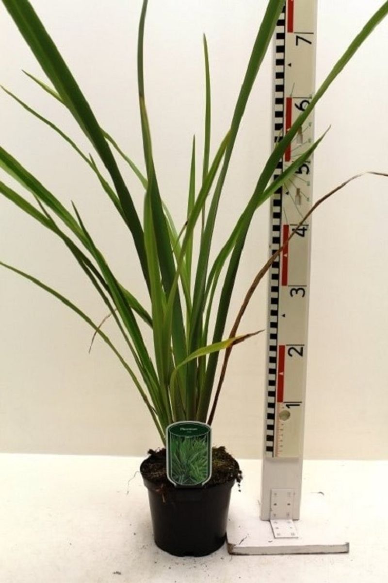Phormium tenax — Plant Wholesale FlorAccess
