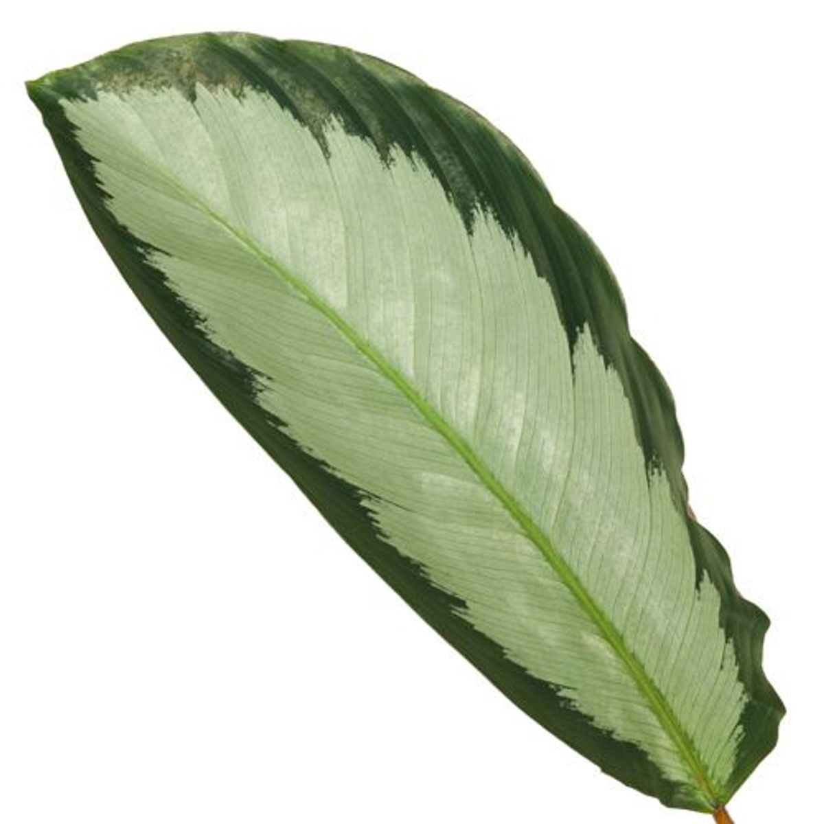 Calathea picturata 'Argentea' — Plant Wholesale FlorAccess