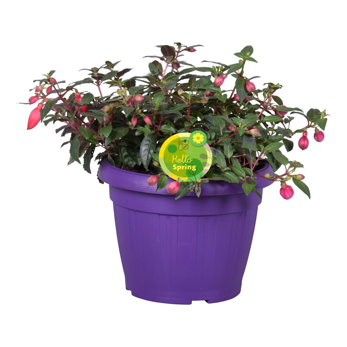 Fuchsia BELLA MIX — Plant Wholesale FlorAccess