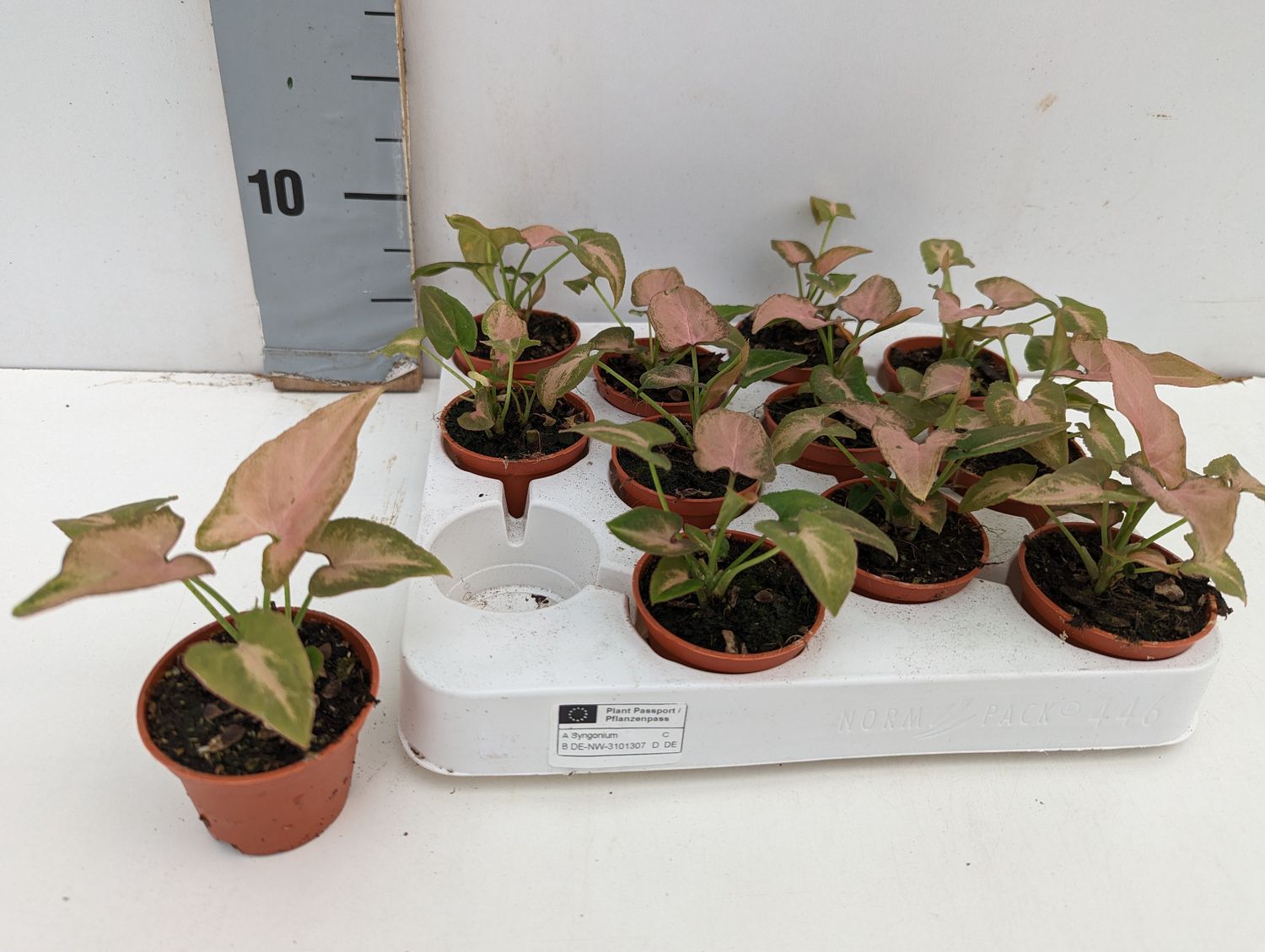 Syngonium podophyllum 'Red Spot' — Plant Wholesale FlorAccess