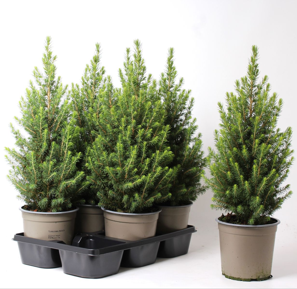 Picea glauca PERFECTA — Plant Wholesale FlorAccess