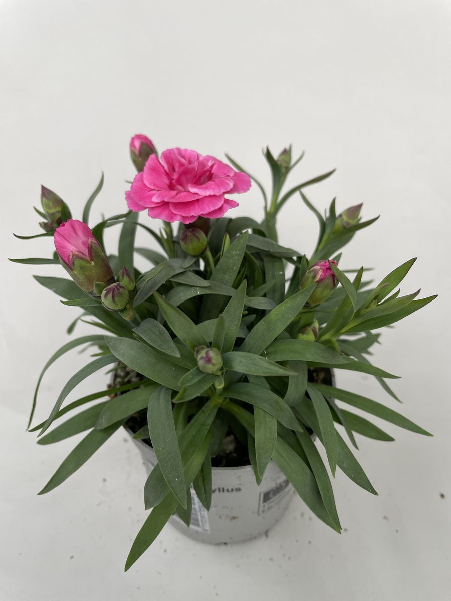 Dianthus OSCAR — Plant Wholesale FlorAccess