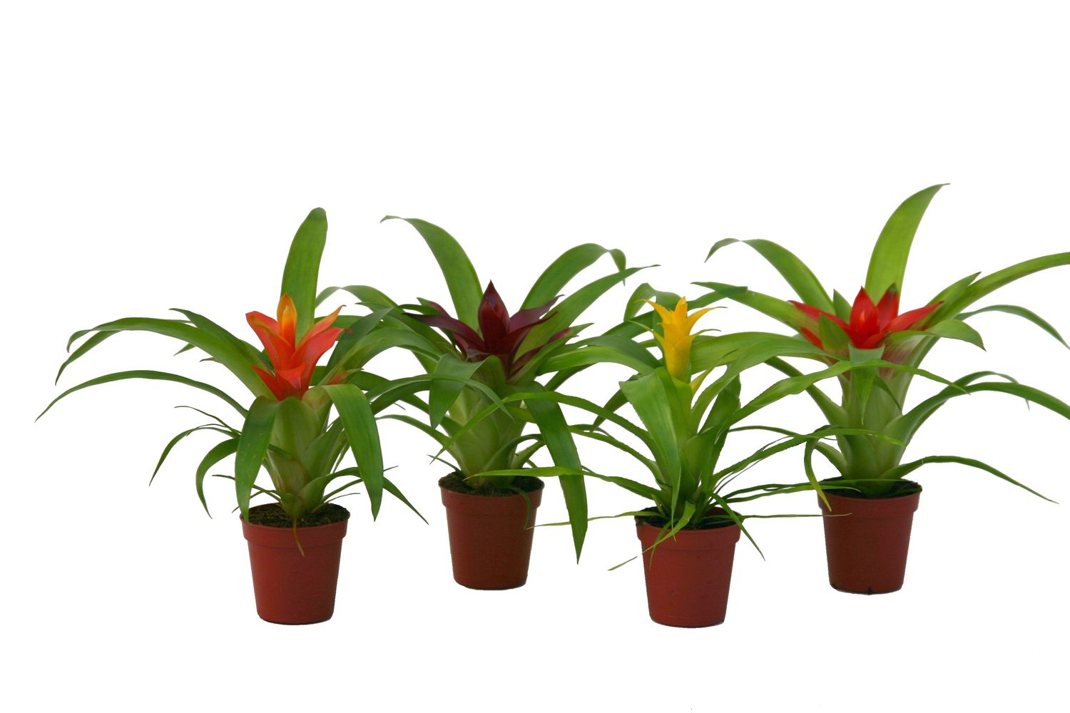 Guzmania MIX — Plantegrossist FlorAccess