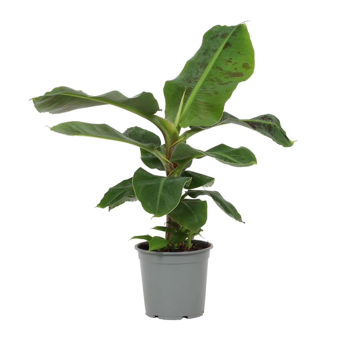 Musa Tropicana Pflege