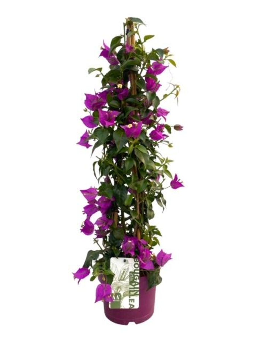 Bougainvillea 'Alexandra' — Plant Wholesale FlorAccess