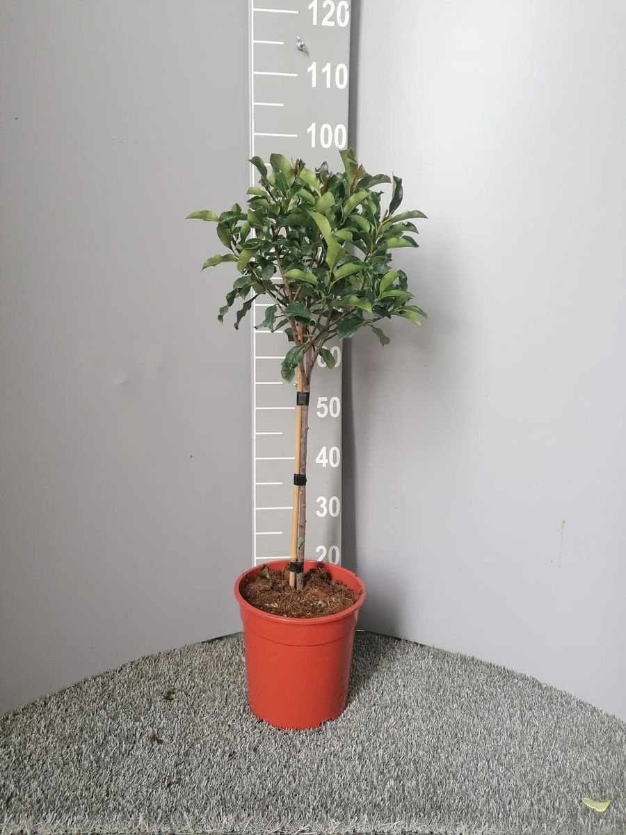 Photinia x fraseri MAGICAL VOLCANO — Plantegrossist FlorAccess