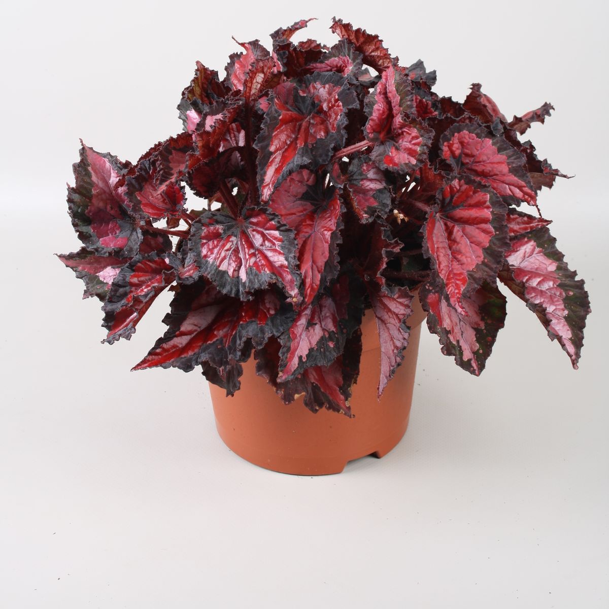Begonia BELEAF INCA NIGHT — Plant Wholesale FlorAccess