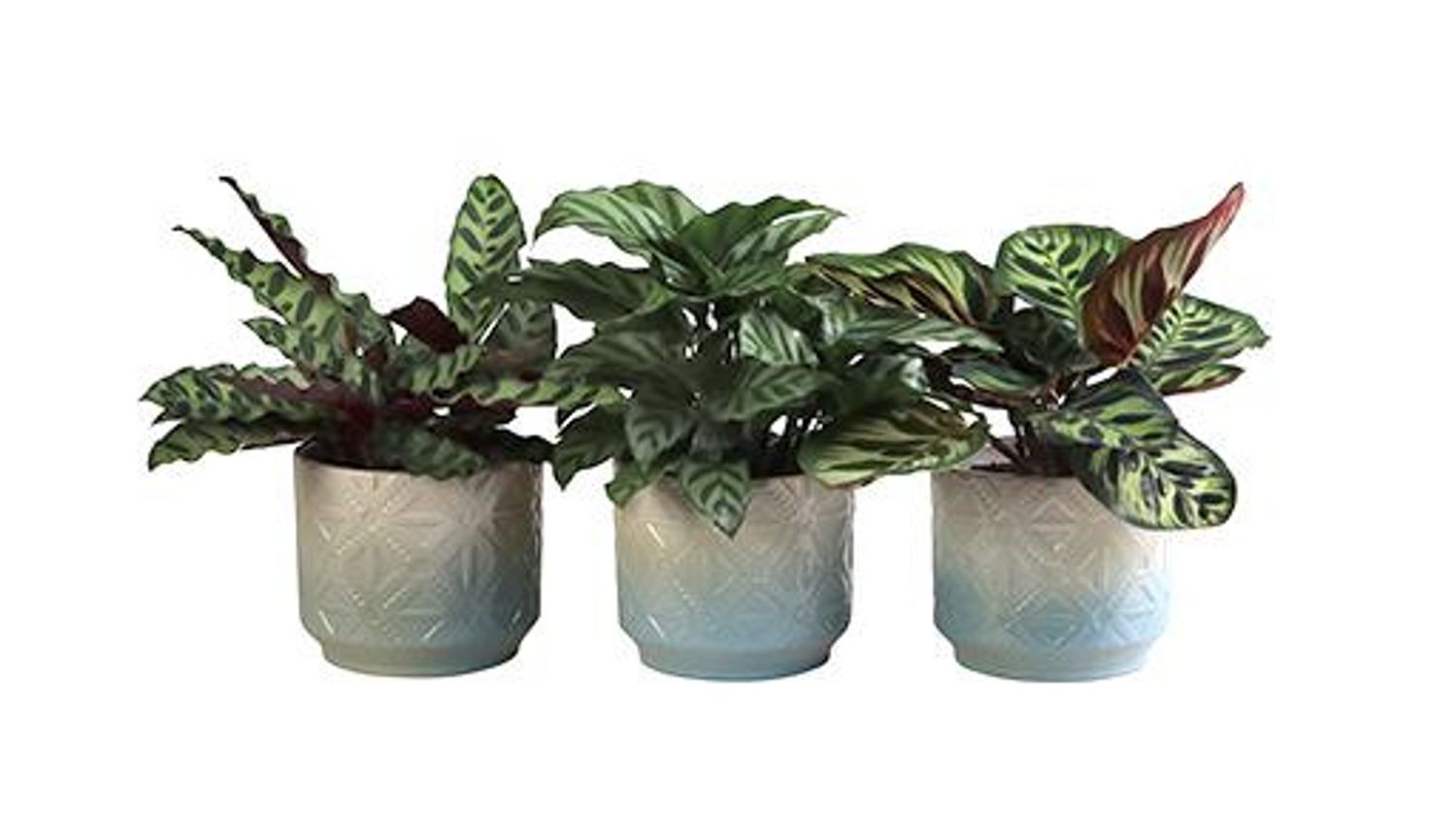 Calathea MIX — Plant Wholesale FlorAccess