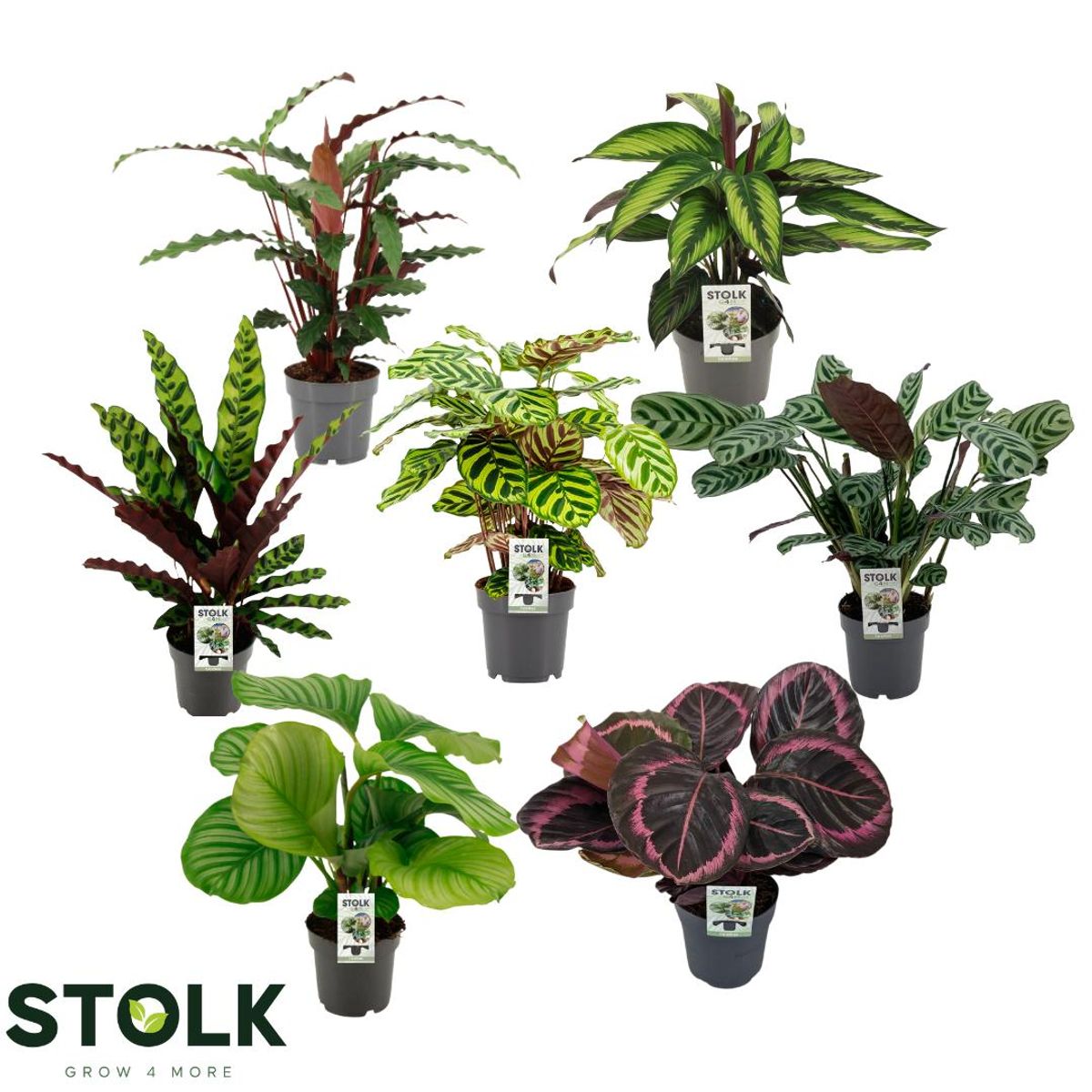 Calathea MIX — Plant Wholesale FlorAccess