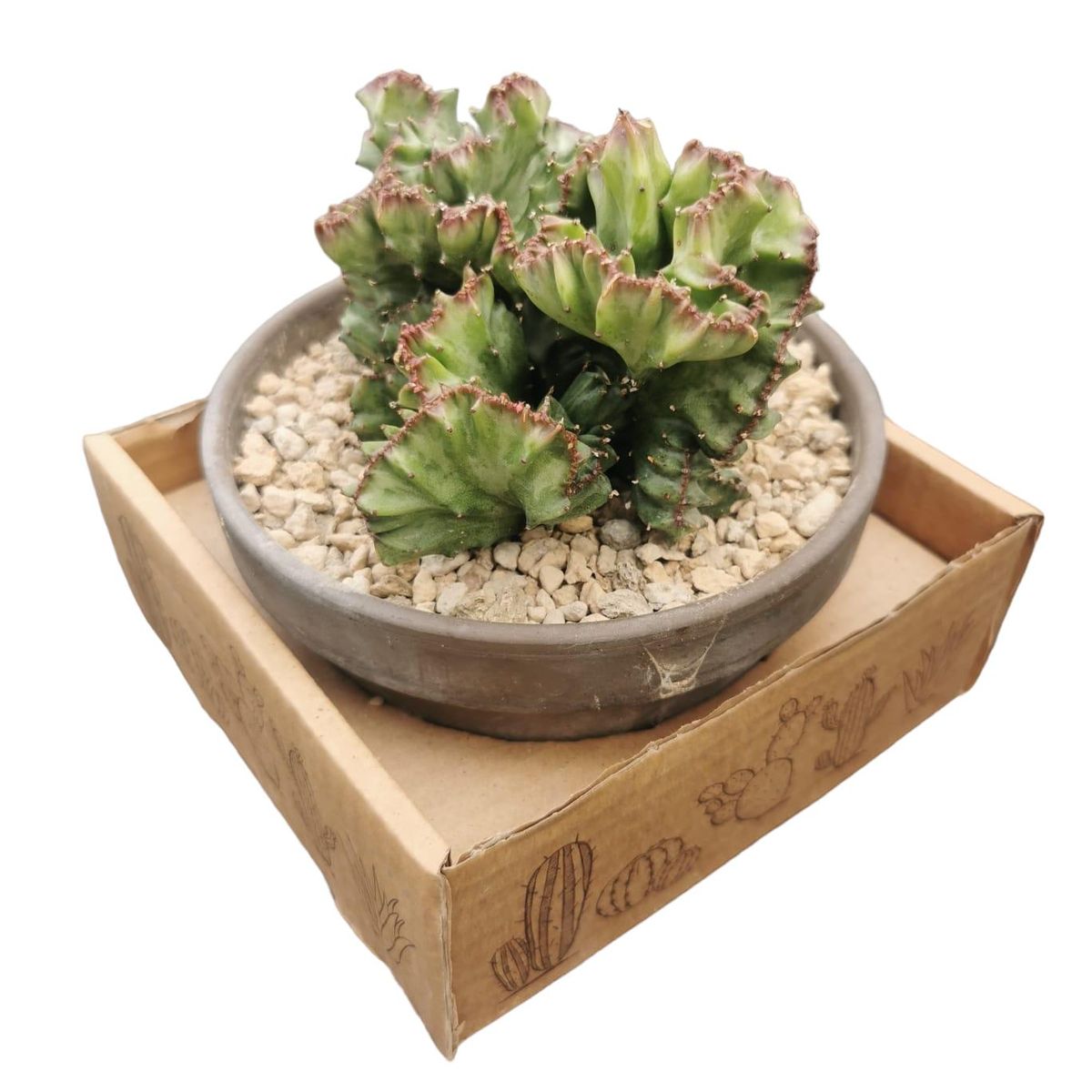 Euphorbia lactea cristata — Plant Wholesale FlorAccess