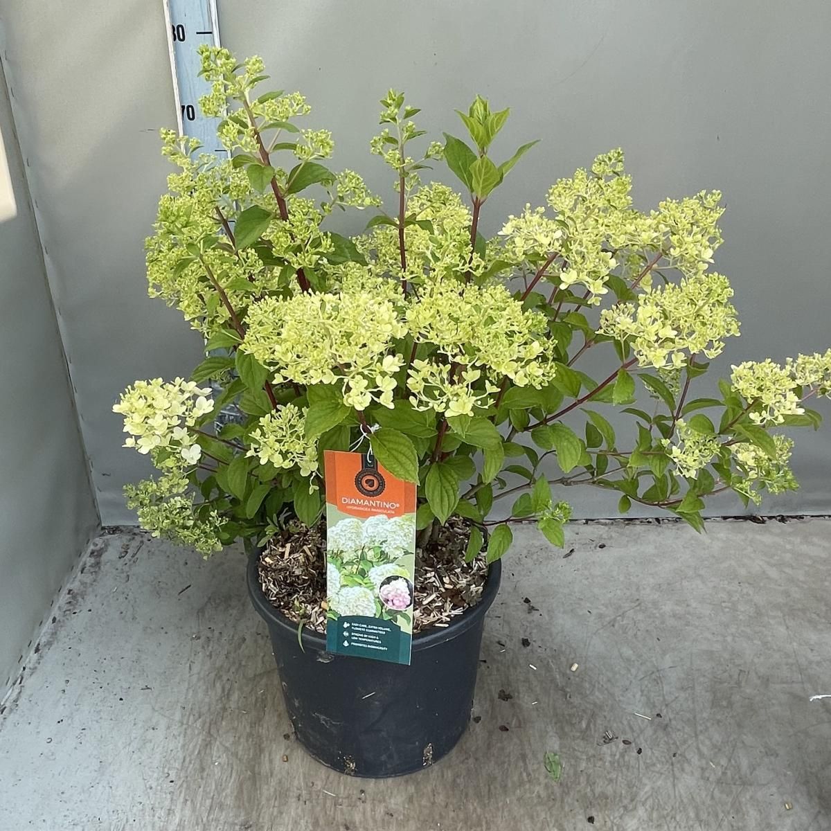 Hydrangea paniculata DIAMANTINO — Plant Wholesale FlorAccess