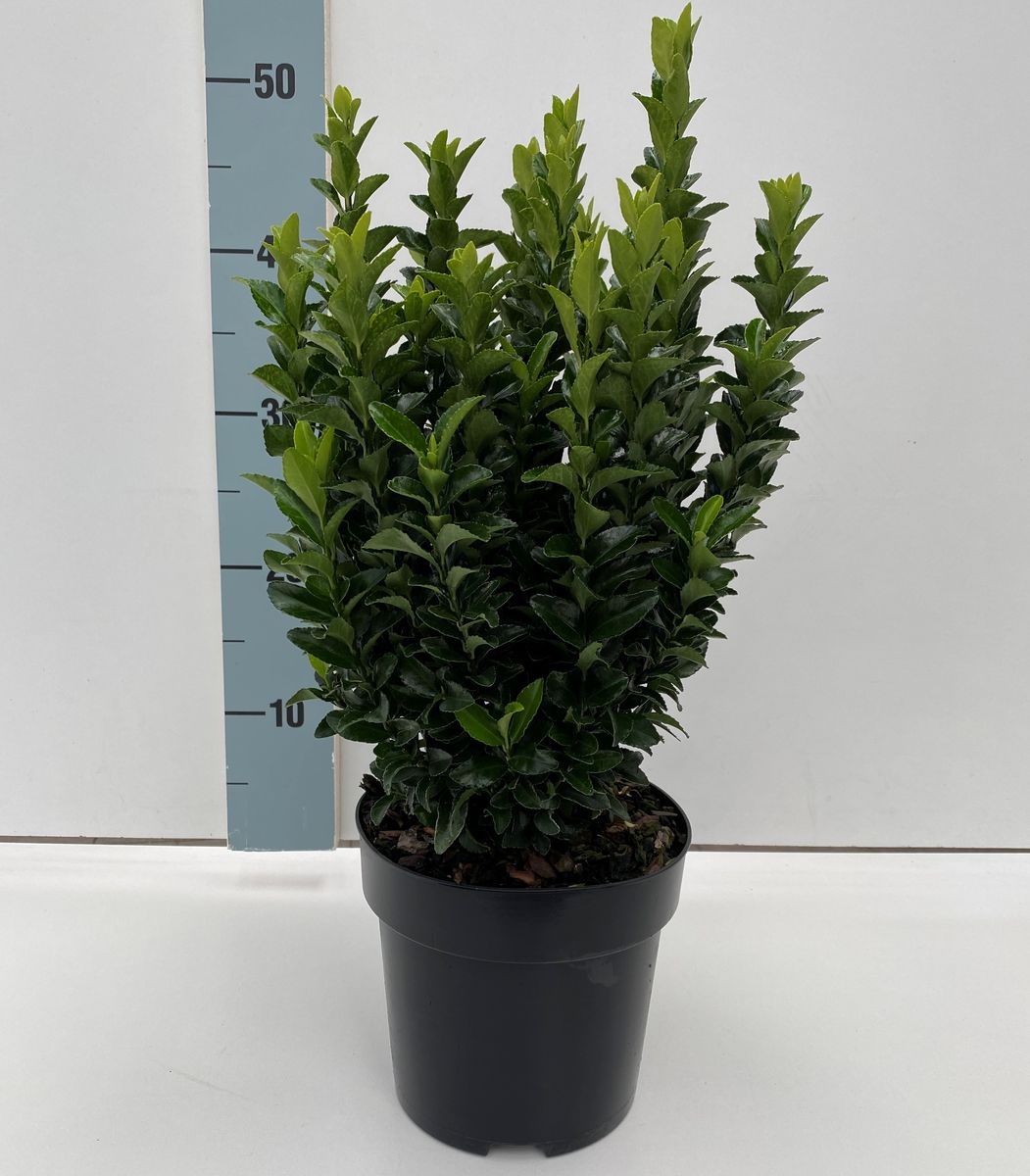 Euonymus japonicus 'Green Spire' — Plant Wholesale FlorAccess
