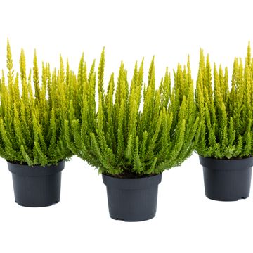 Heathers — Plant Wholesale FlorAccess