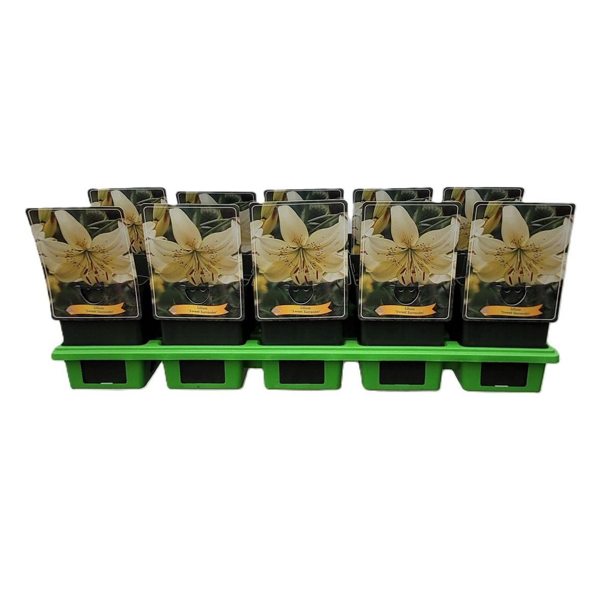 Lilium 'Sweet Surrender' — Plant Wholesale FlorAccess