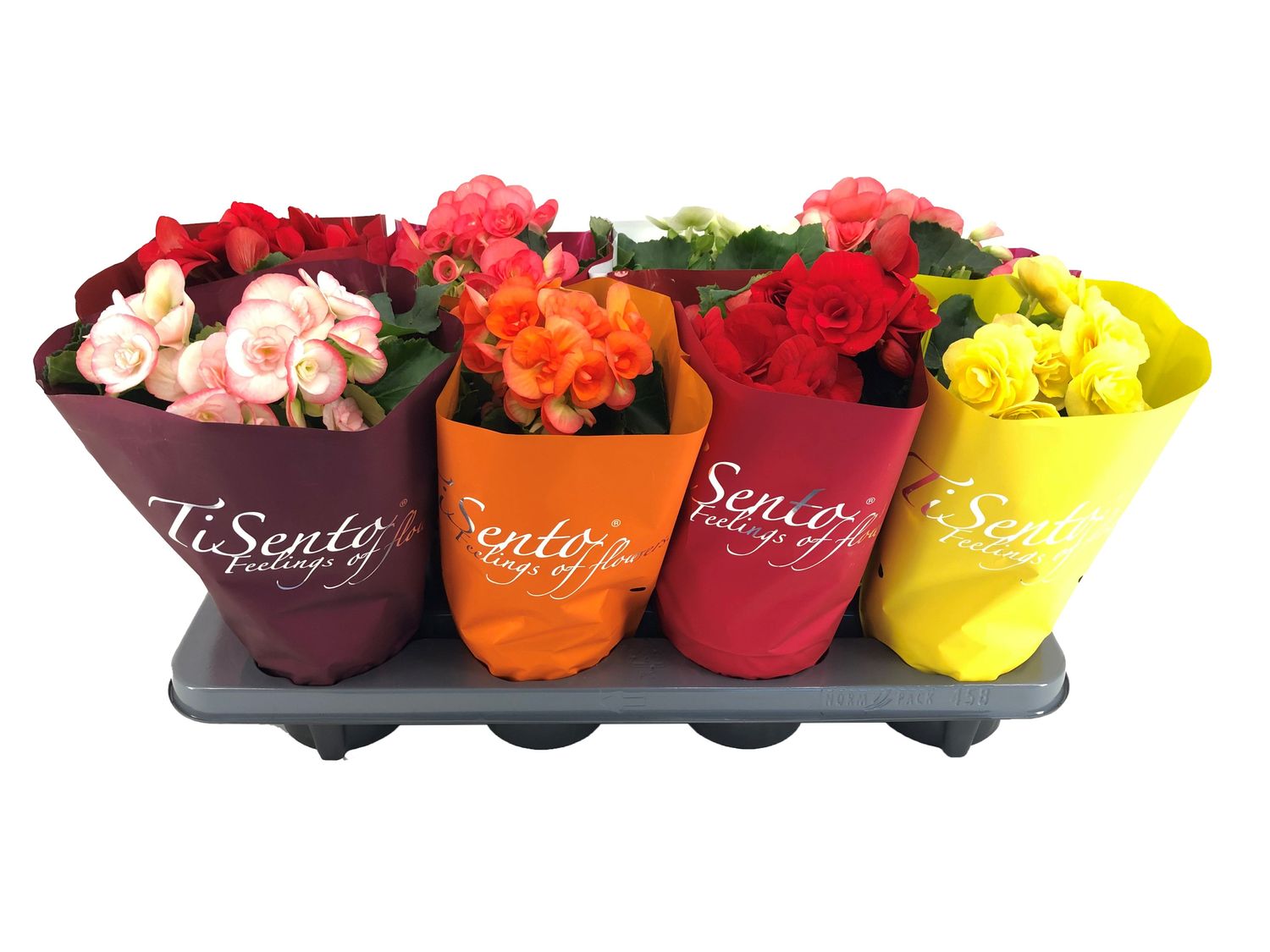 Begonia VOLCANO MIX — Plant Wholesale FlorAccess