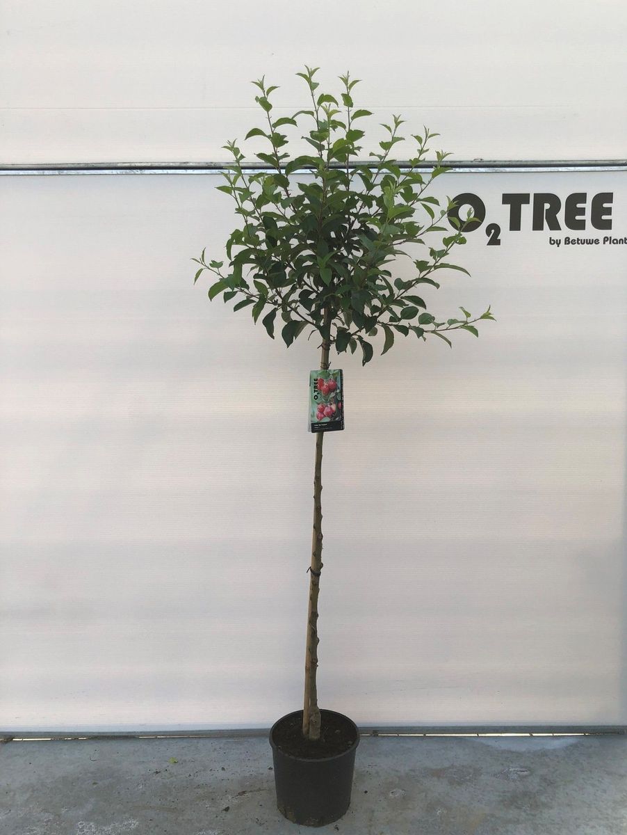 Malus 'Red Sentinel' — Plant Wholesale FlorAccess