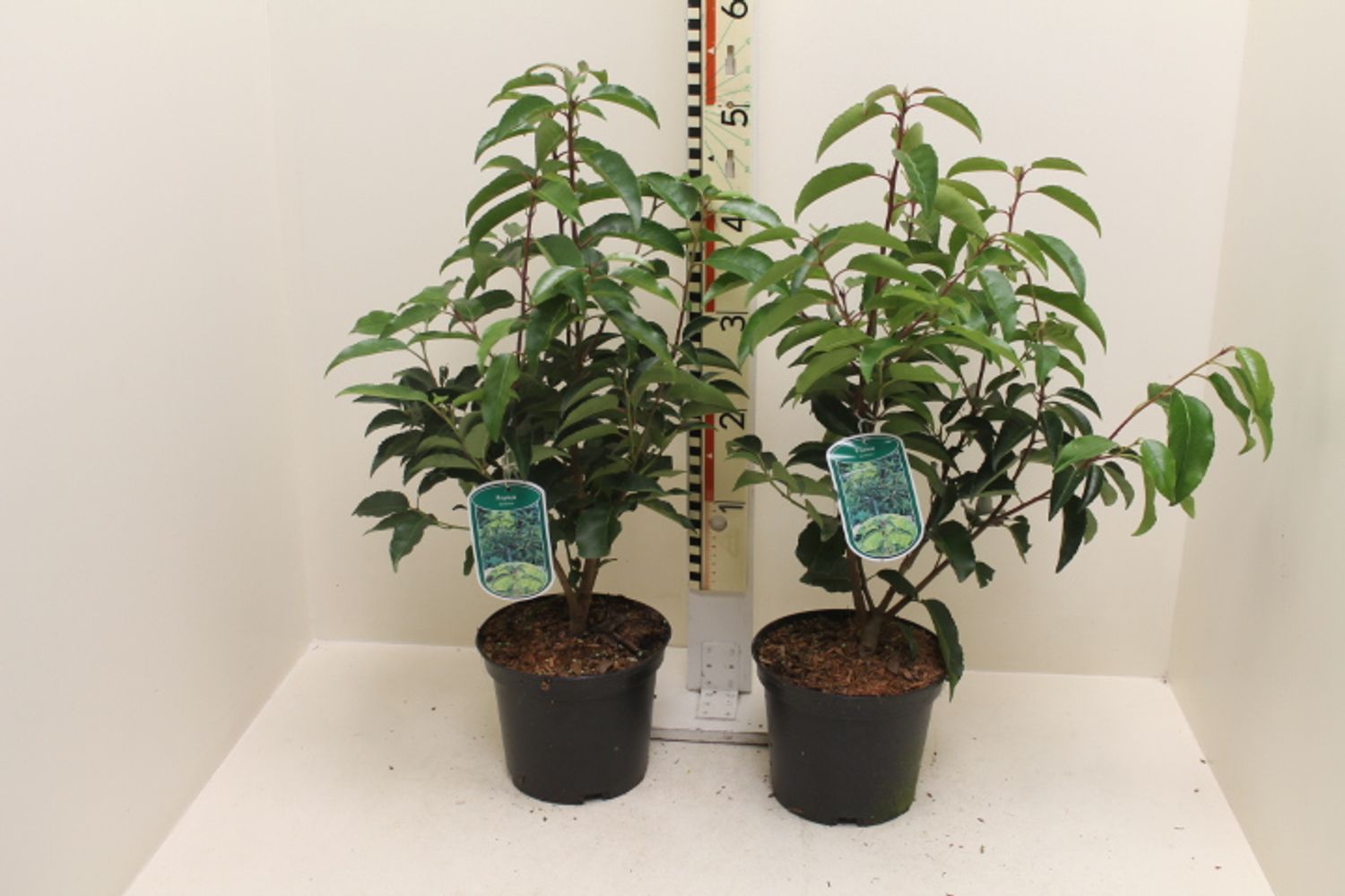 Prunus lusitanica 'Angustifolia' — Plant Wholesale FlorAccess