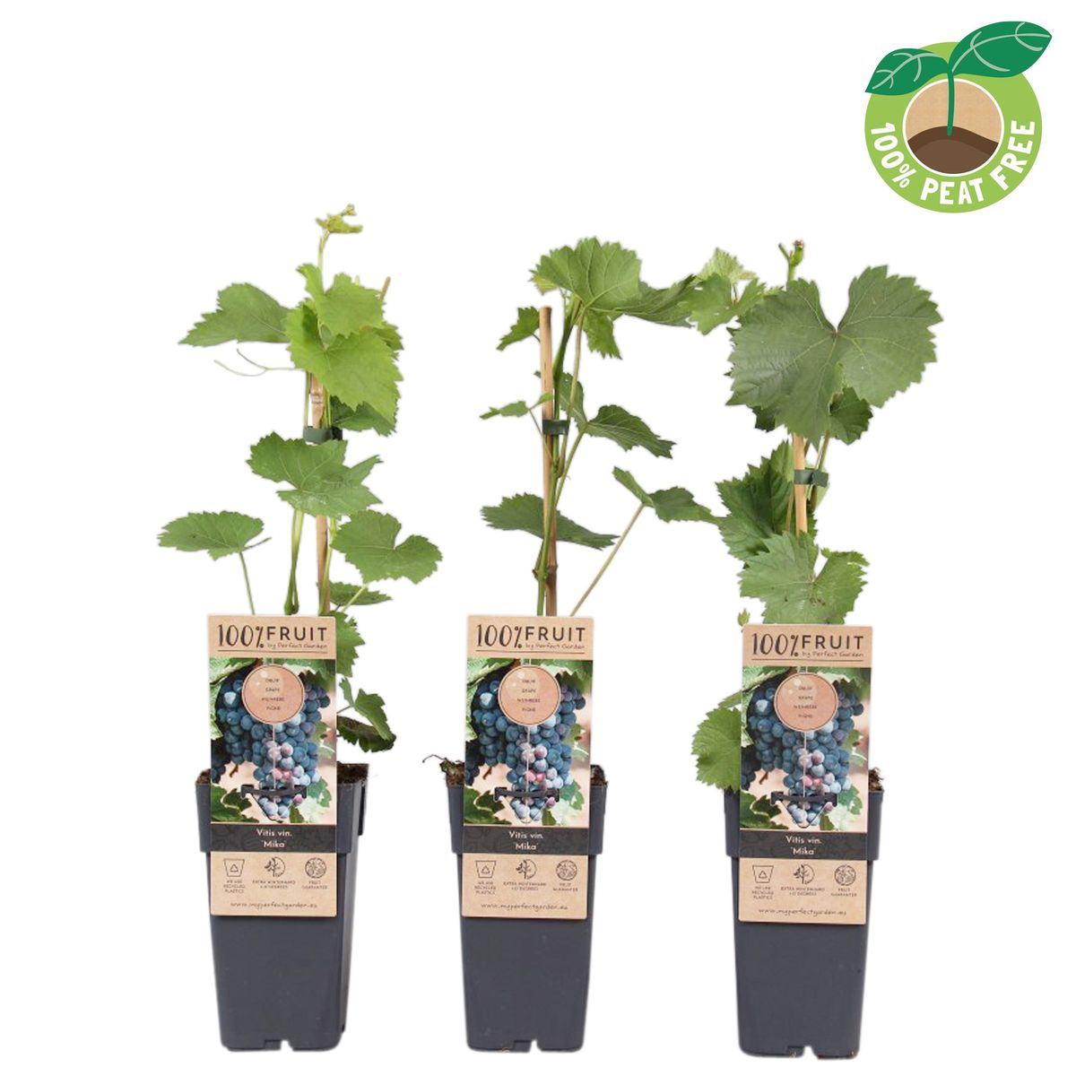 Vitis 'Mika' — Plant Wholesale FlorAccess