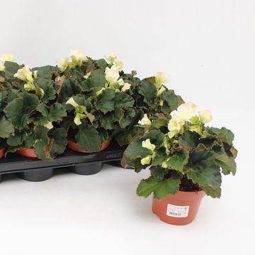 Begonia GLORY WHITE — Plant Wholesale FlorAccess