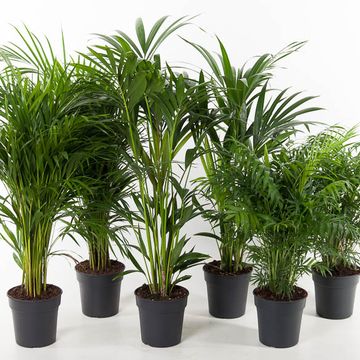 Palms — Plant Wholesale FlorAccess