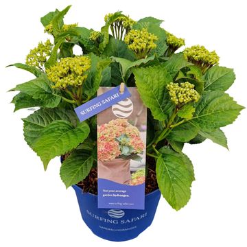 Hydrangea macrophylla SURFING SAFARI SUNSET — Plant Wholesale FlorAccess